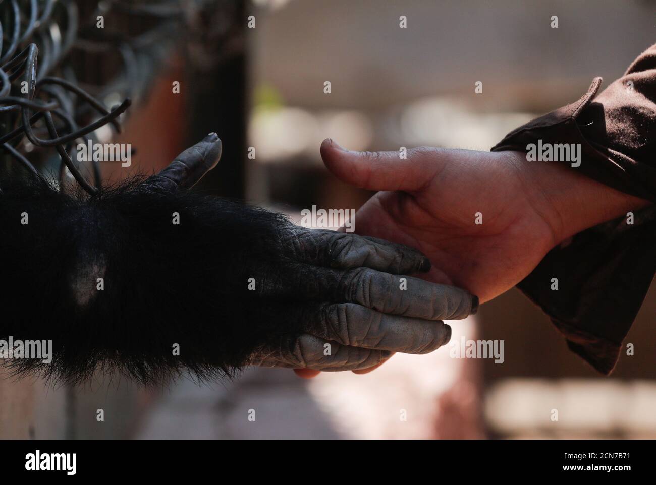 Chimpanzee human hand -Fotos und -Bildmaterial in hoher Auflösung – Alamy