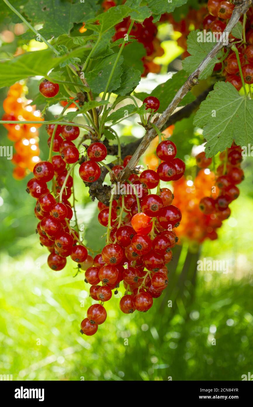 Luxus Rote Johannisbeere Strauch Bilder