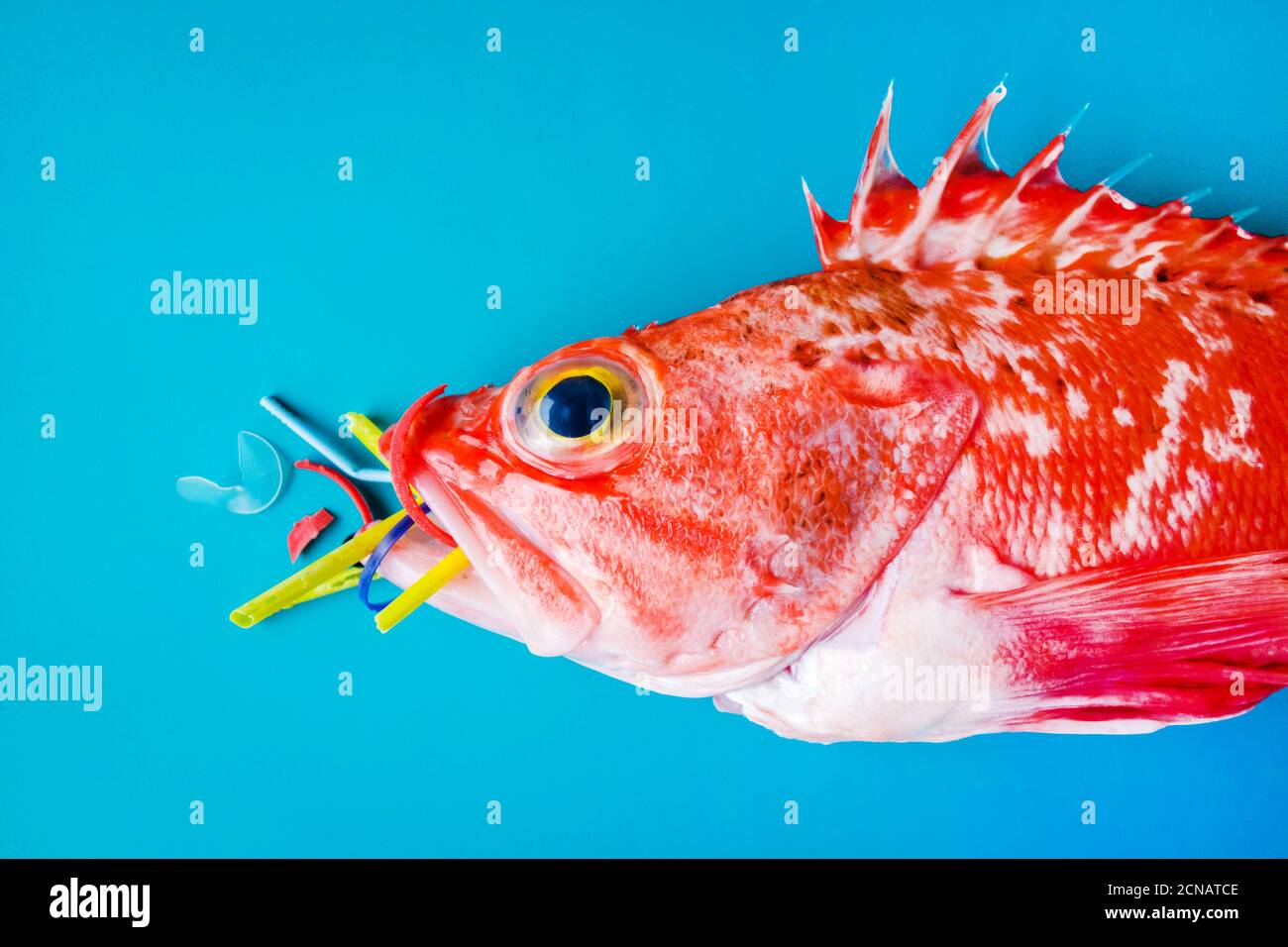 Microplastics fish -Fotos und -Bildmaterial in hoher Auflösung – Alamy