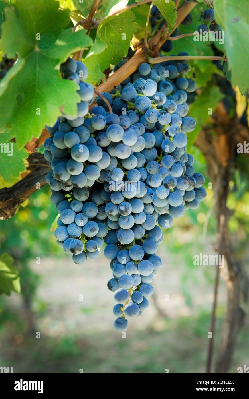 Weinblatt symbol -Fotos und -Bildmaterial in hoher Auflösung – Alamy