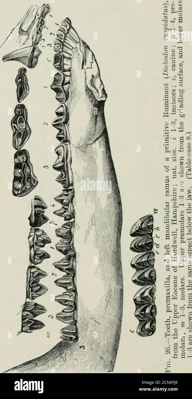 . Ein Führer zu den fossilen Säugetieren und Vögeln in der Abteilung ...