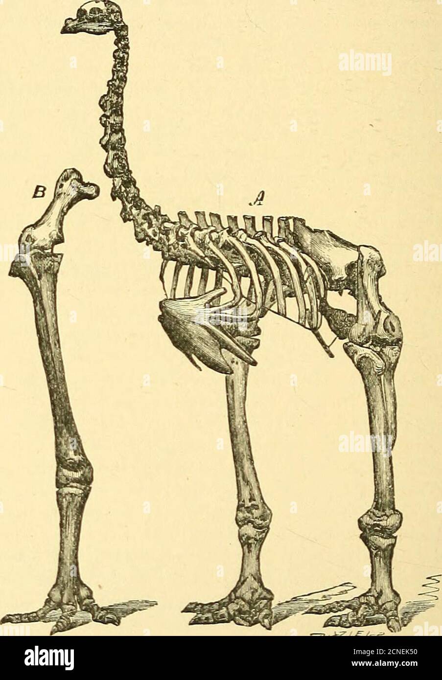 Goose skeleton -Fotos und -Bildmaterial in hoher Auflösung – Alamy