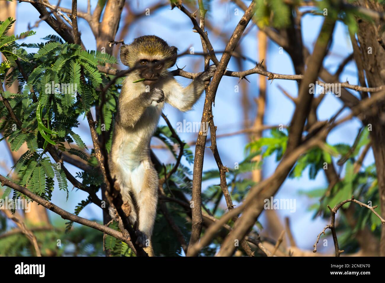 Affe sitzt auf baum -Fotos und -Bildmaterial in hoher Auflösung – Alamy