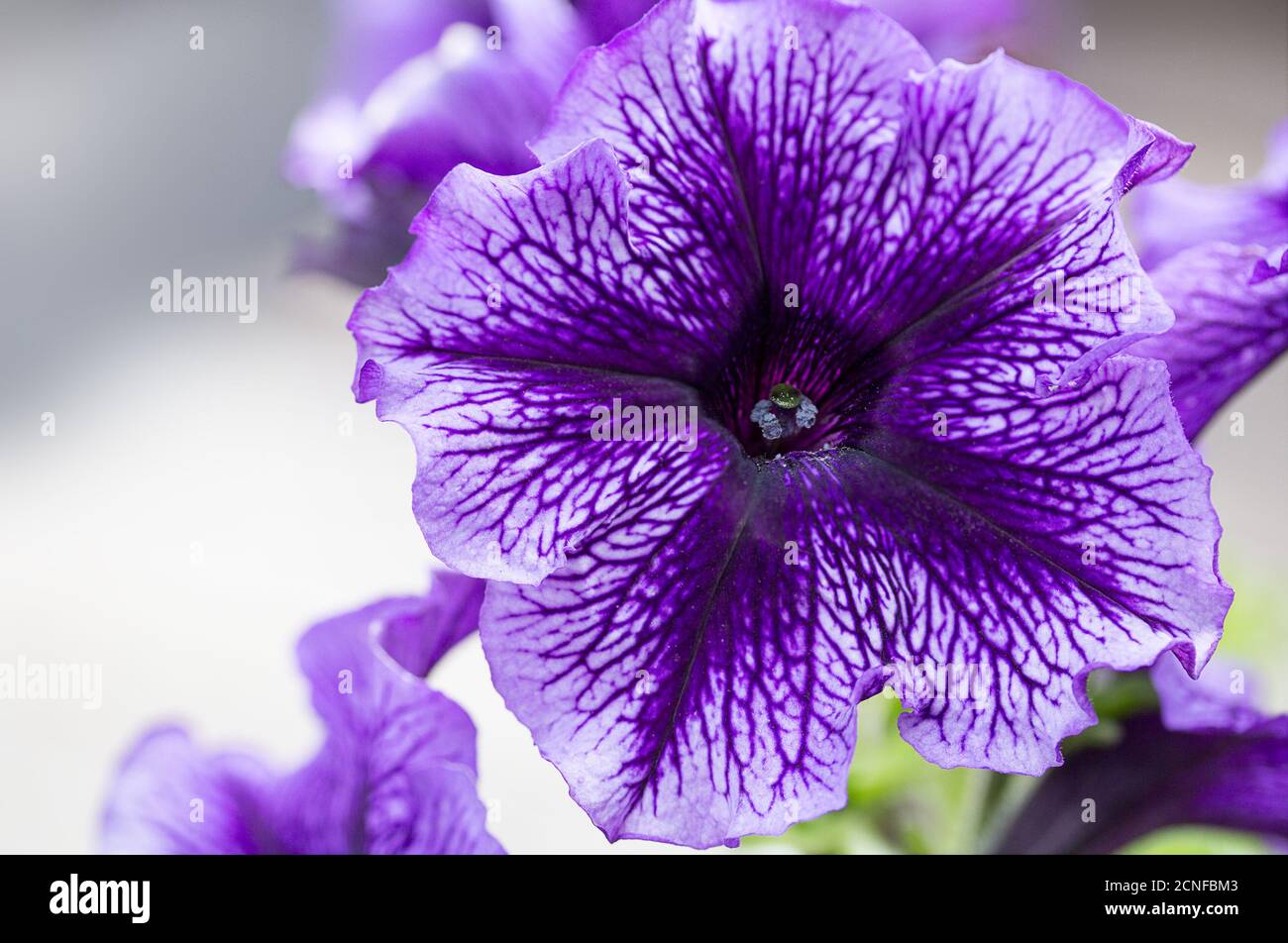 Violette farbe blume -Fotos und -Bildmaterial in hoher Auflösung – Alamy