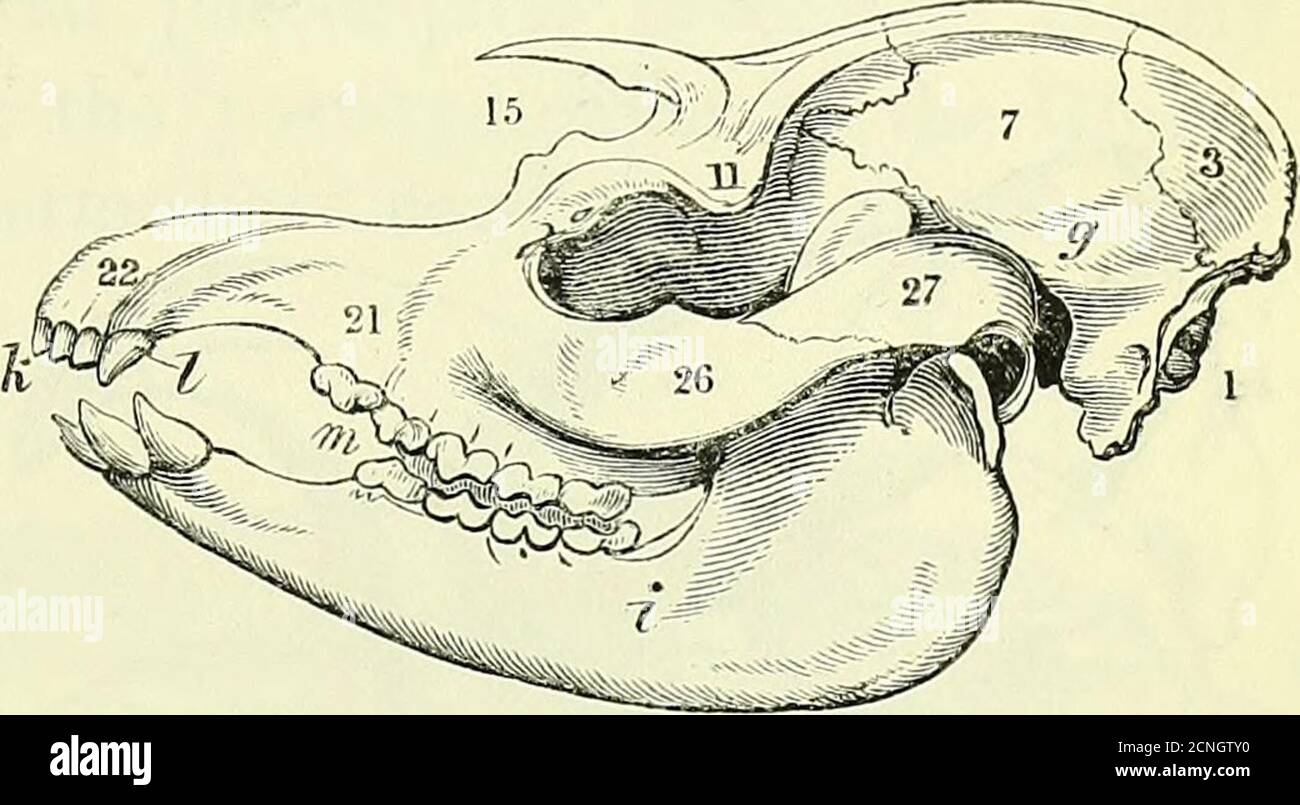 Artikulärer tuberkel -Fotos und -Bildmaterial in hoher Auflösung – Alamy