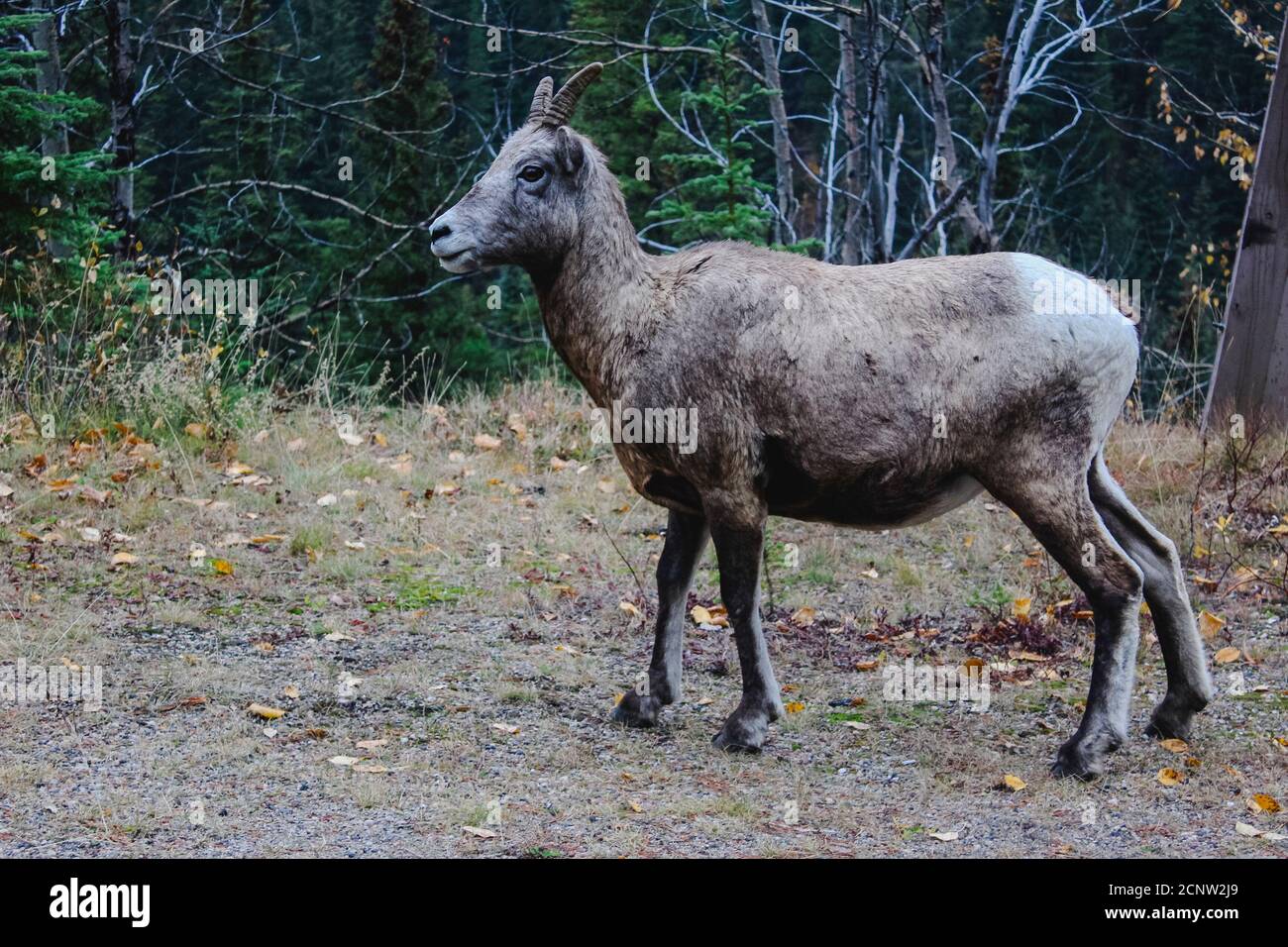 Ziege im park -Fotos und -Bildmaterial in hoher Auflösung – Alamy