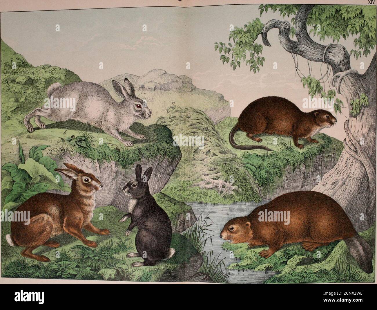 Mus sylvaticus -Fotos und -Bildmaterial in hoher Auflösung – Alamy