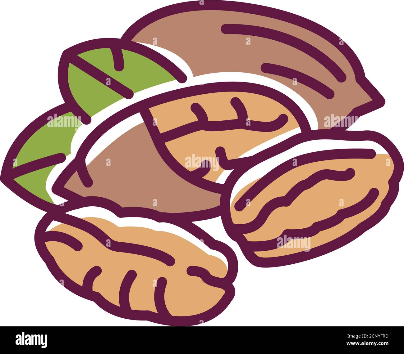 Pekan nut Stock-Vektorgrafiken kaufen - Alamy
