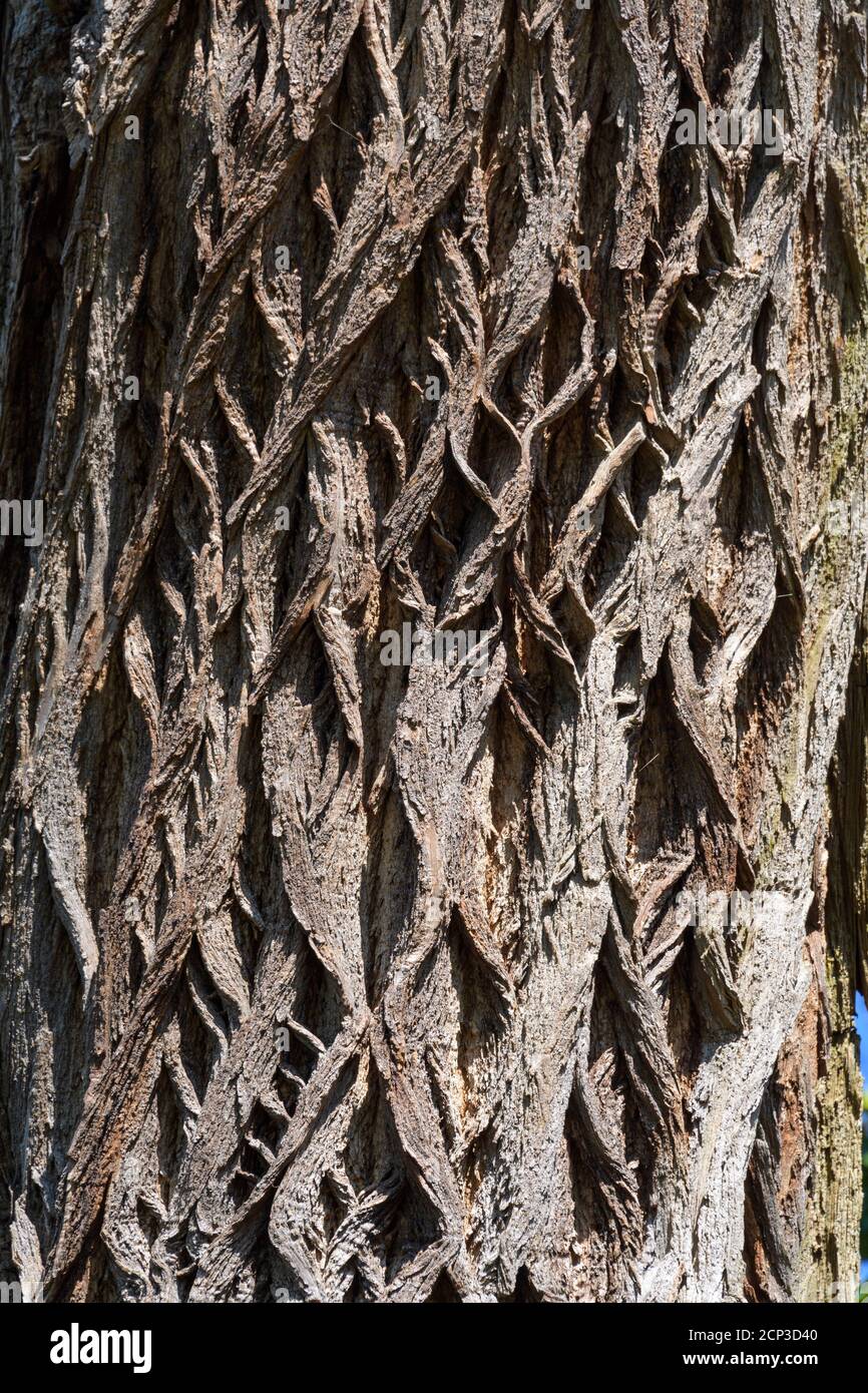 Pappel, Rinde, Rinde, Bayern, Deutschland Stockfotografie - Alamy