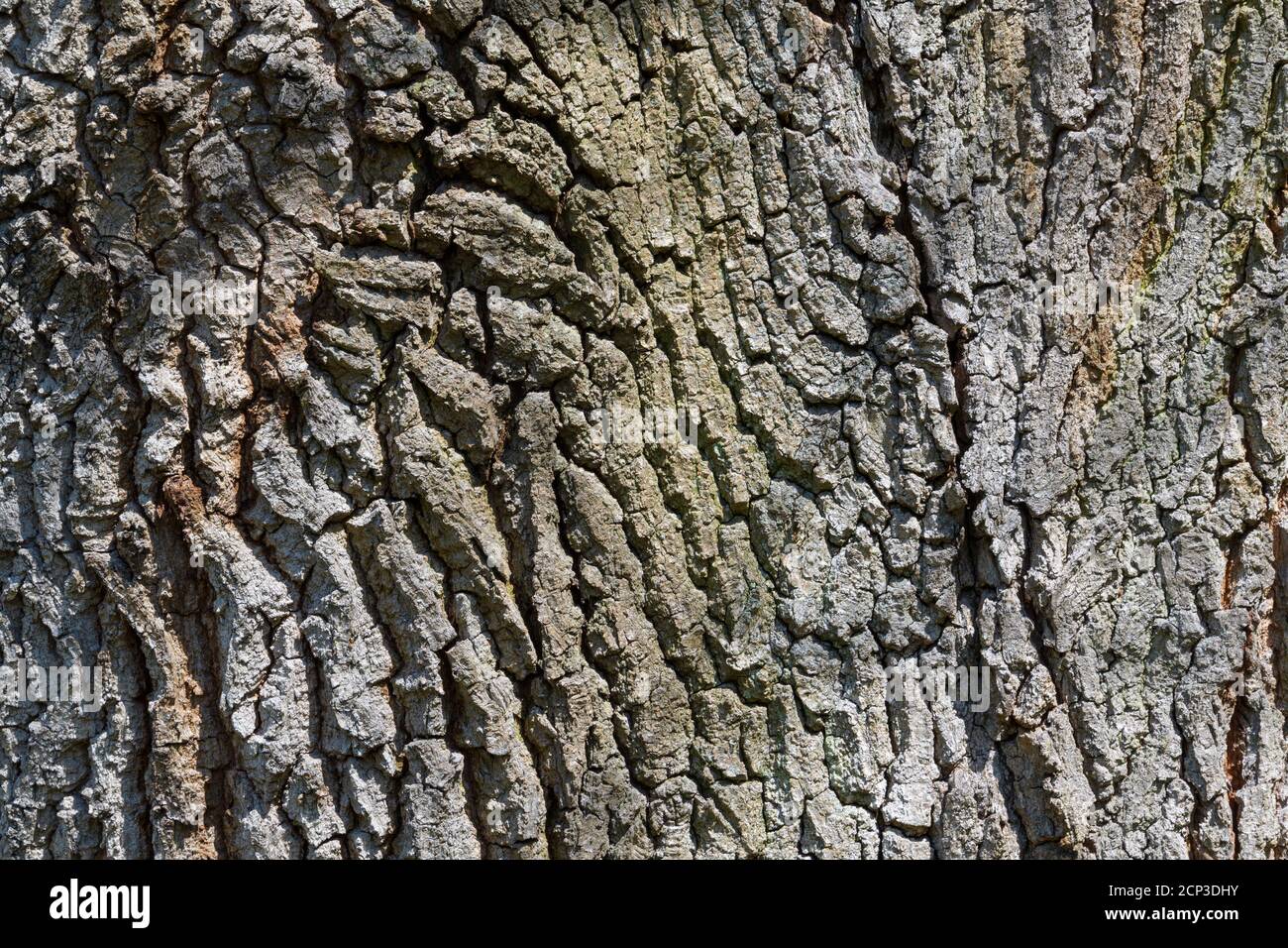 Eichen Rinde Stockfotos und -bilder Kaufen - Alamy