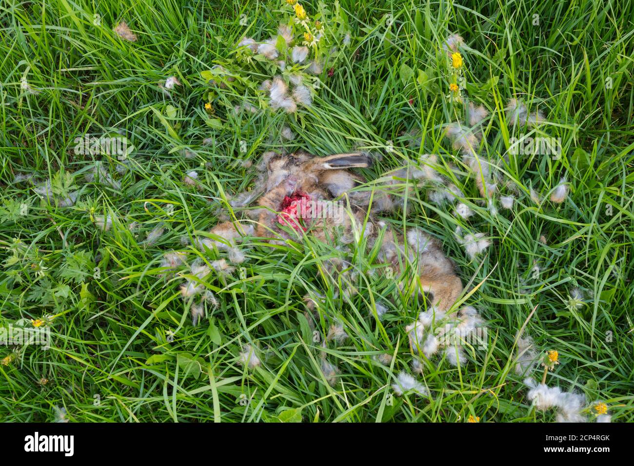 Toter hase -Fotos und -Bildmaterial in hoher Auflösung – Alamy