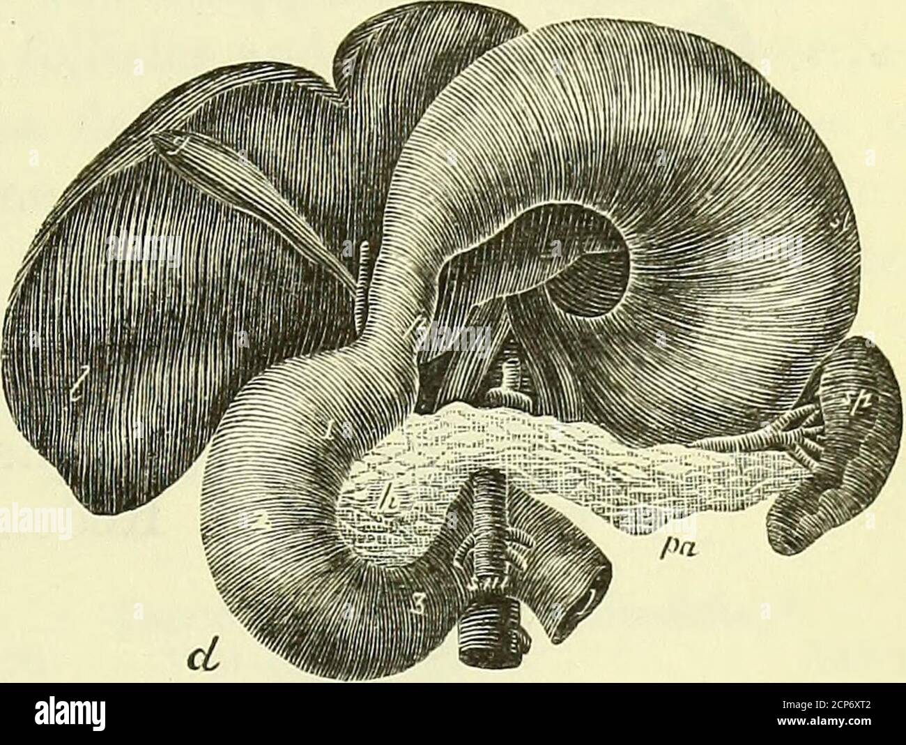 Geparden anatomie -Fotos und -Bildmaterial in hoher Auflösung – Alamy