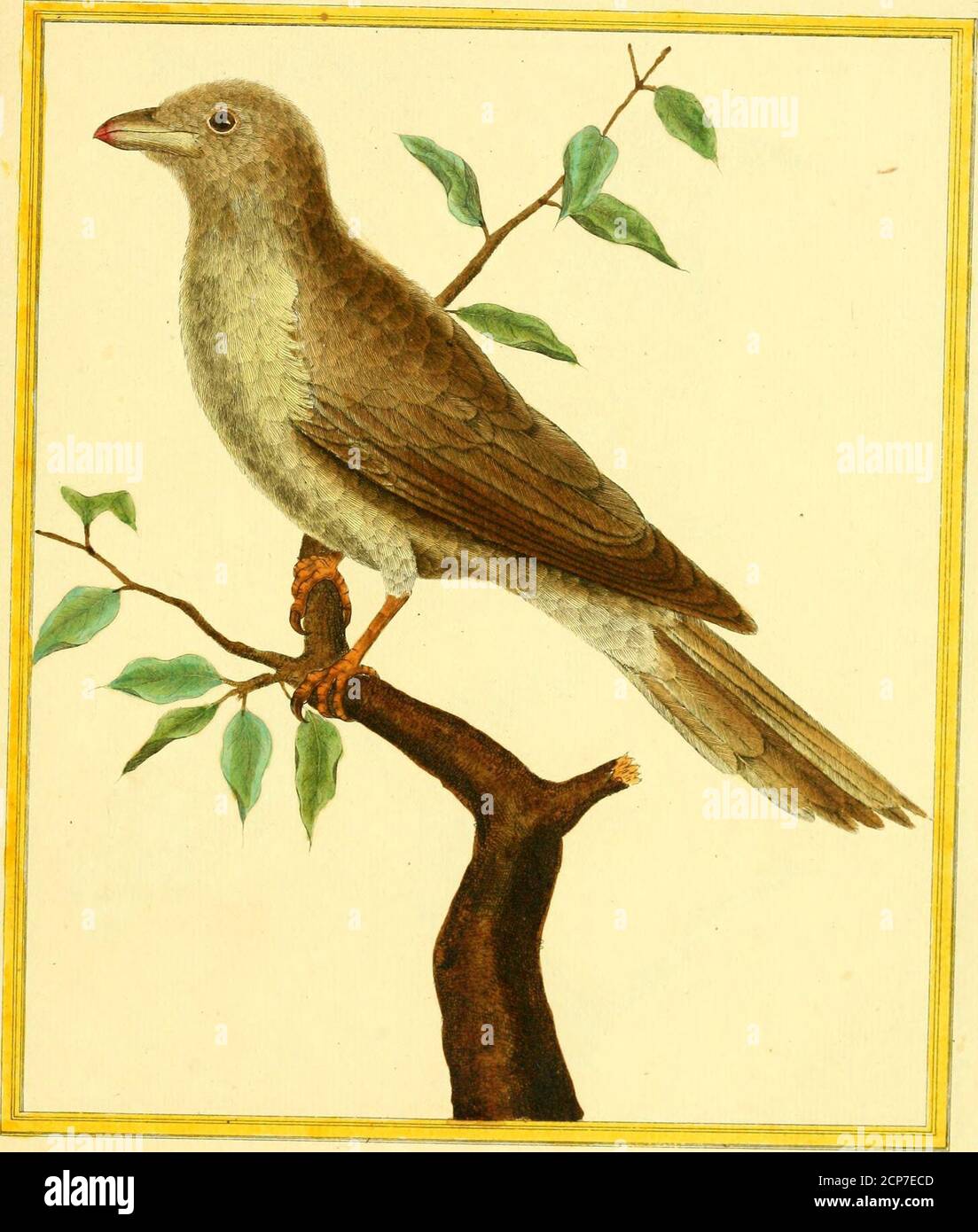 . [Planches enluminées d'histoire naturelle . Luiii , Jr la lUiiPclL ...