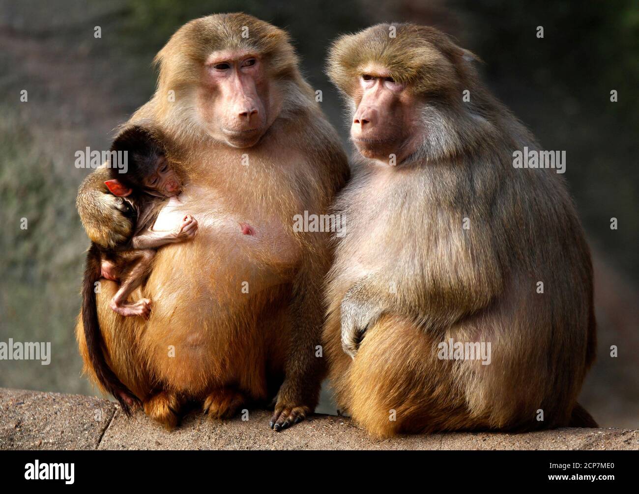 Pavian sitzt in der sonne -Fotos und -Bildmaterial in hoher Auflösung ...