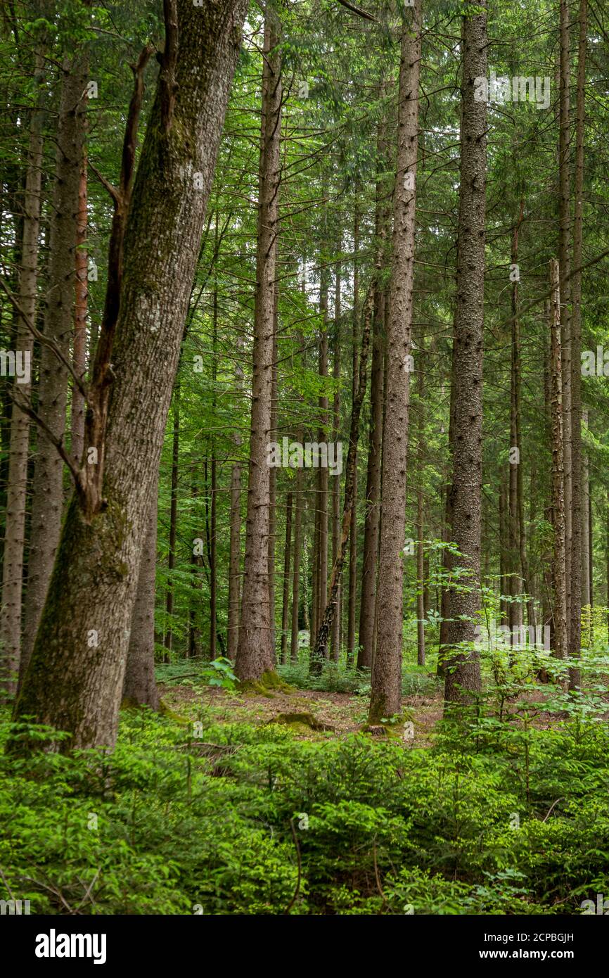 Mischwald mit Fichte (Picea abies) und Buche (Fagus sylvatica) im ...
