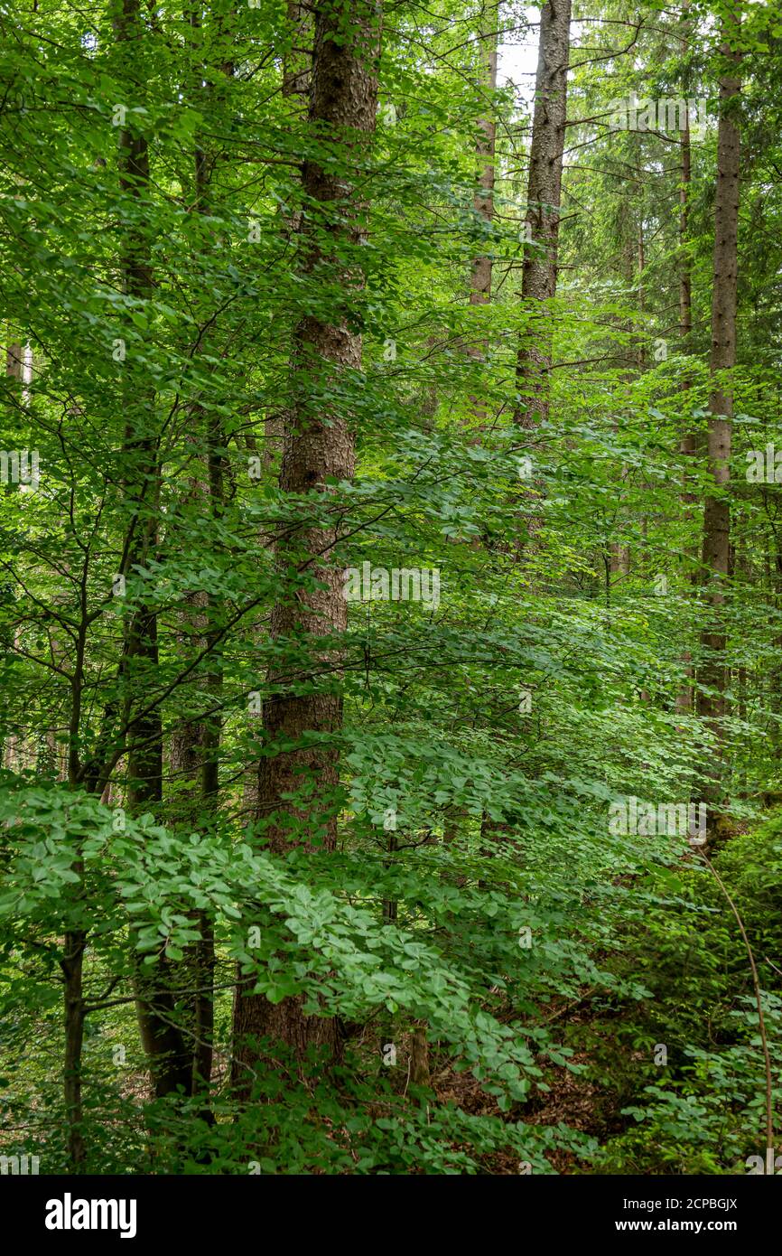 Mit fichte picea abies buche fagus sylvatica im hintergrund -Fotos und ...