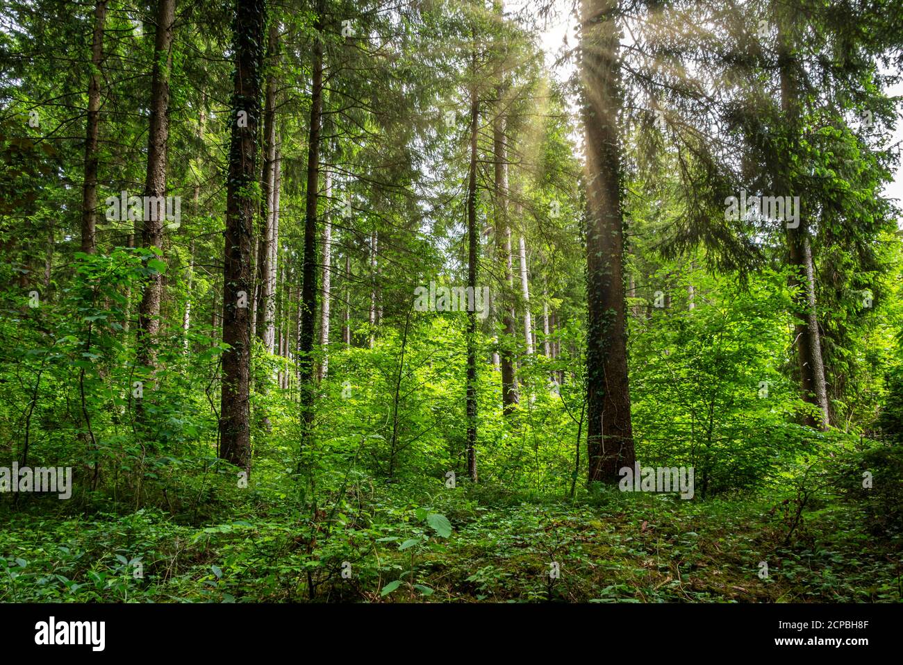 Mischwald mit Fichte (Picea abies) und Buche (Fagus sylvatica) im ...