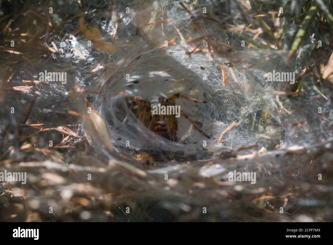 Eine Labyrinth-Spinne (Agelena labyrinthica) sitzt zwischen den ...