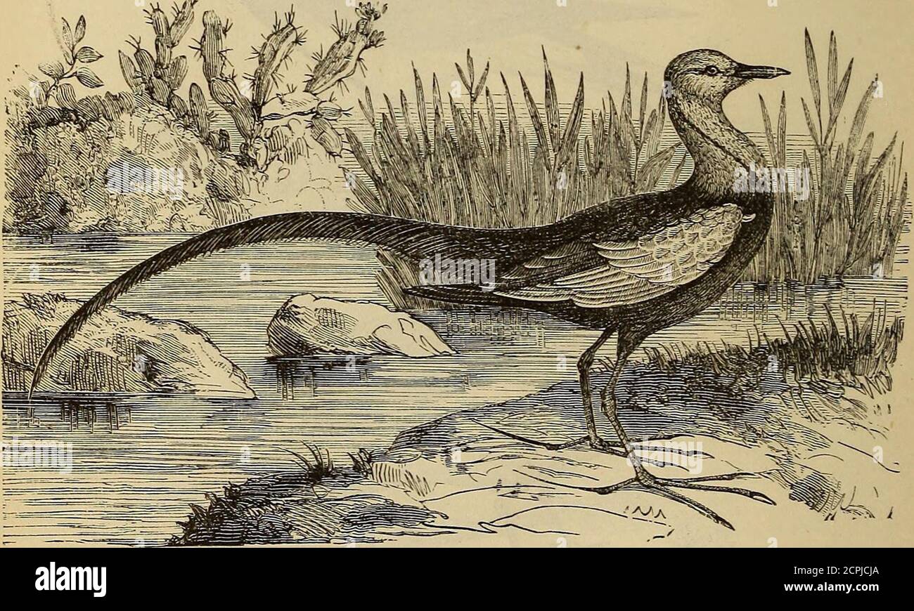 Lange schlanke gebogene und spitze schnabel -Fotos und -Bildmaterial in ...