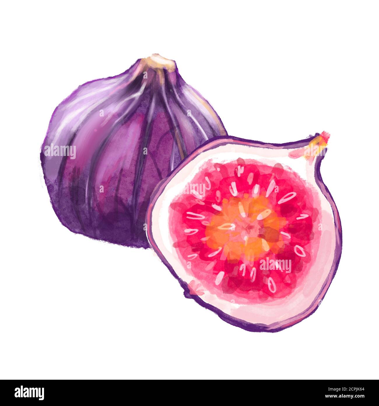 Aquarellmuster mit Feigen. Feige lila Früchte auf weißem Hintergrund ...