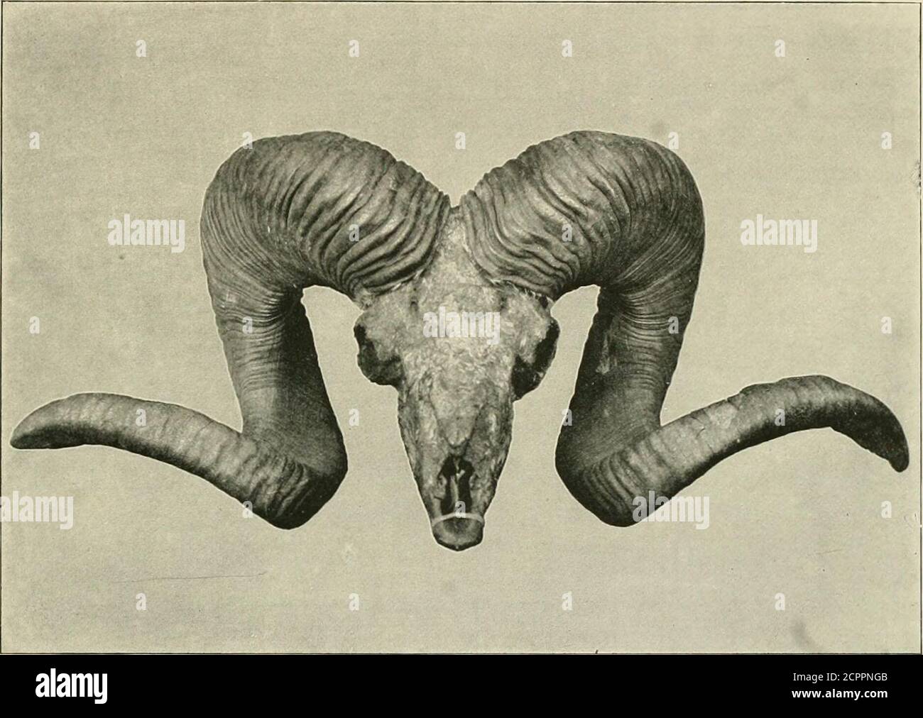 Altai argali -Fotos und -Bildmaterial in hoher Auflösung – Alamy