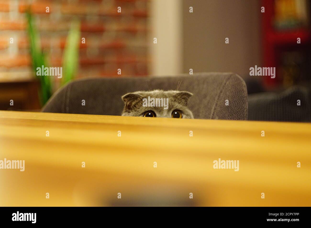 Katze schleicht sich -Fotos und -Bildmaterial in hoher Auflösung – Alamy