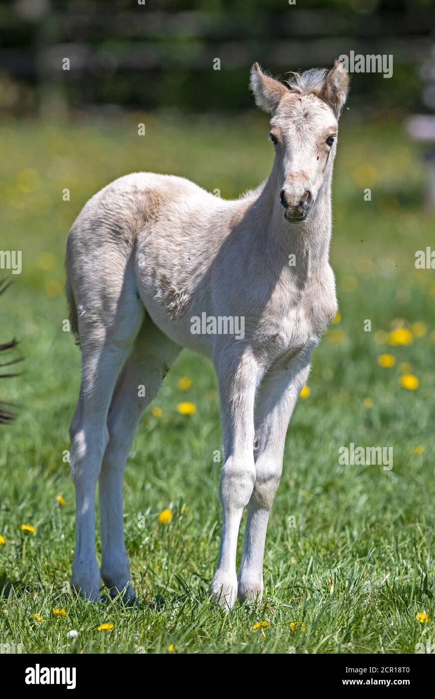 Die fohlen -Fotos und -Bildmaterial in hoher Auflösung – Alamy