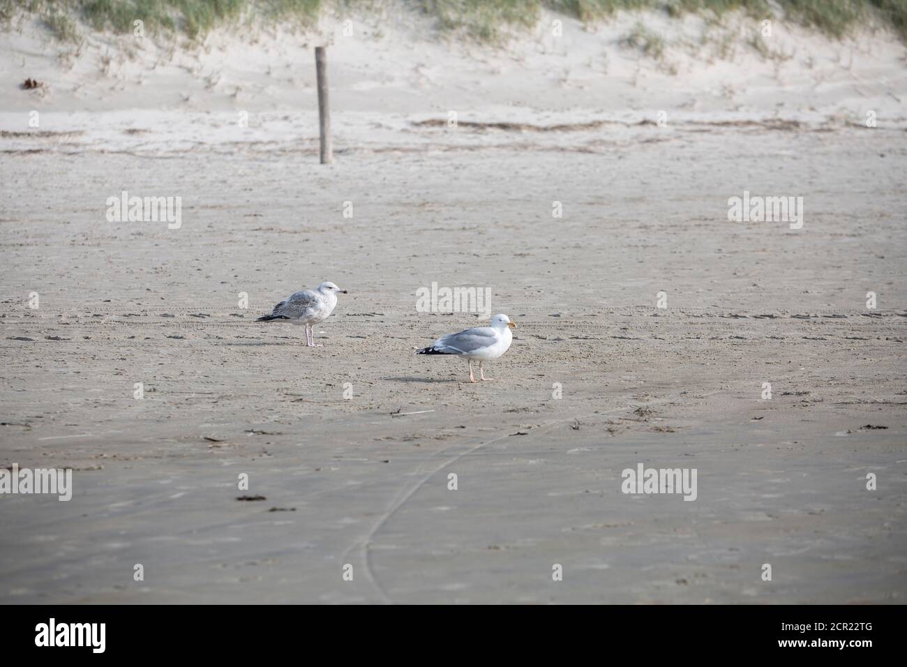 Am strand mampfen -Fotos und -Bildmaterial in hoher Auflösung – Alamy