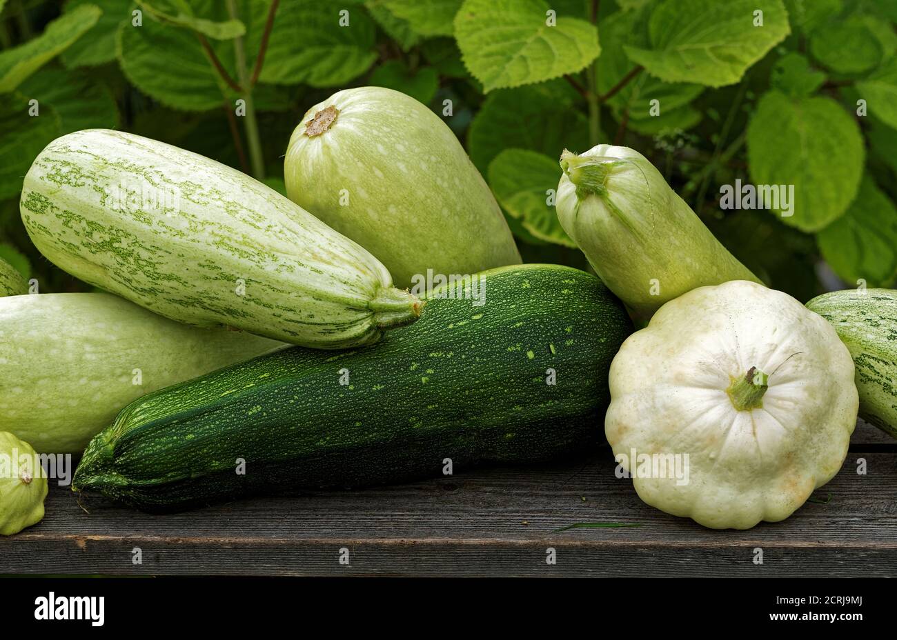 Illustrationen squash -Fotos und -Bildmaterial in hoher Auflösung – Alamy