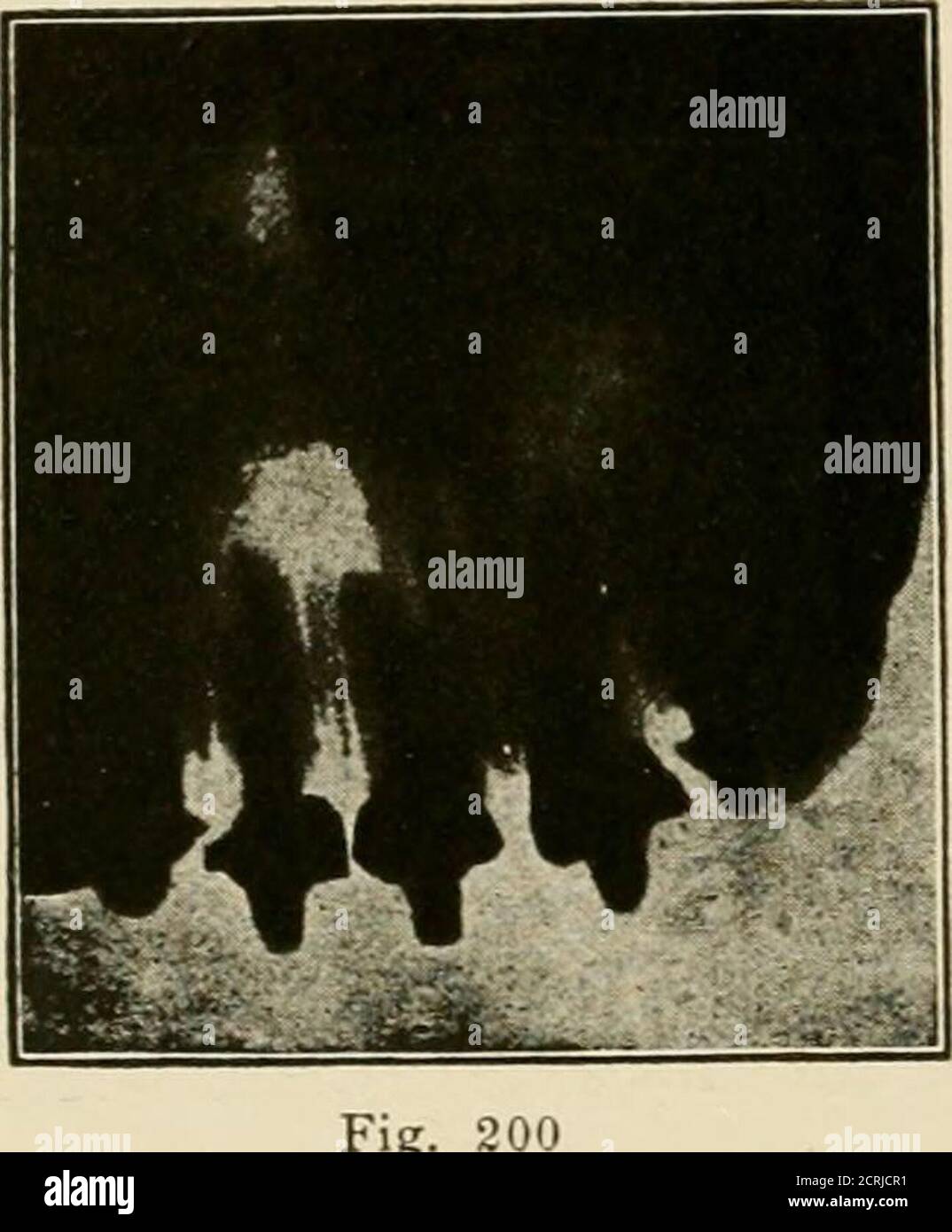 . Elementare und zahnärztliche Radiographie / von Howard Riley Raper ...