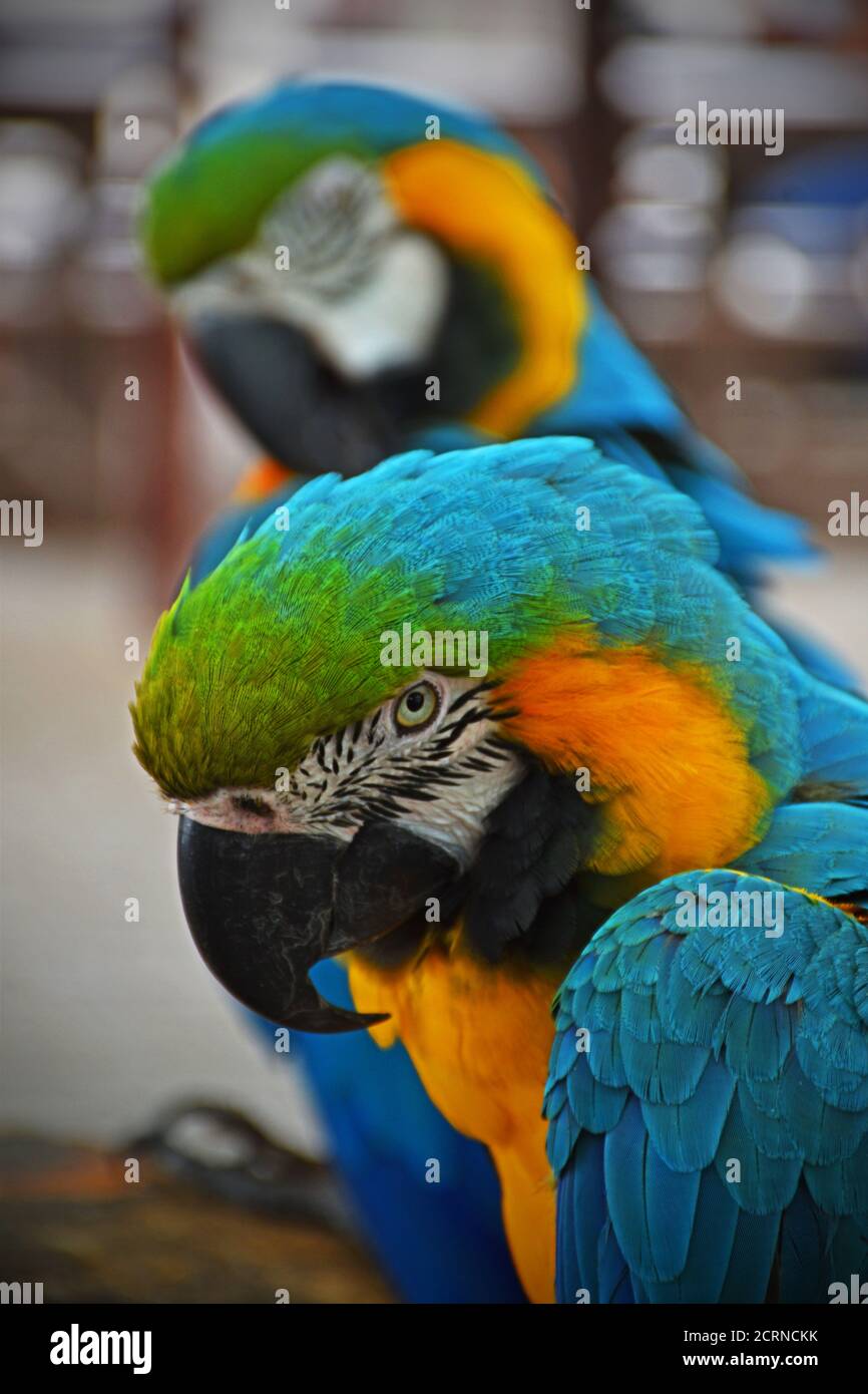Afrikanische papageien -Fotos und -Bildmaterial in hoher Auflösung – Alamy
