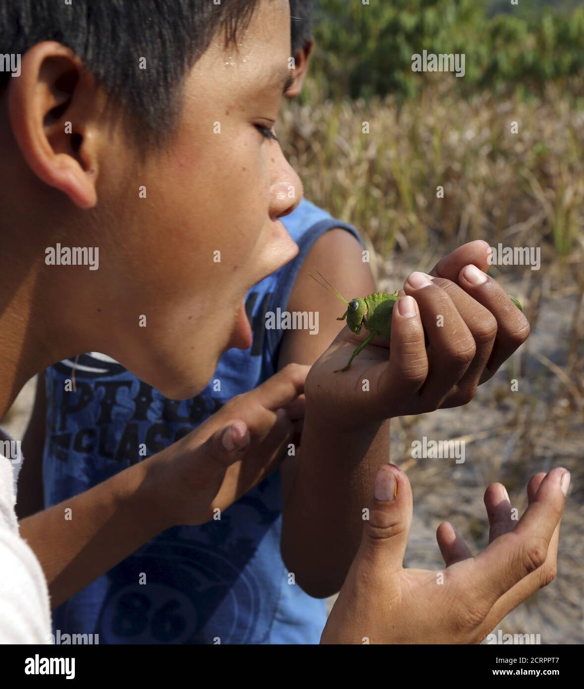 Xingu Wildtiere Stockfotos und -bilder Kaufen - Alamy