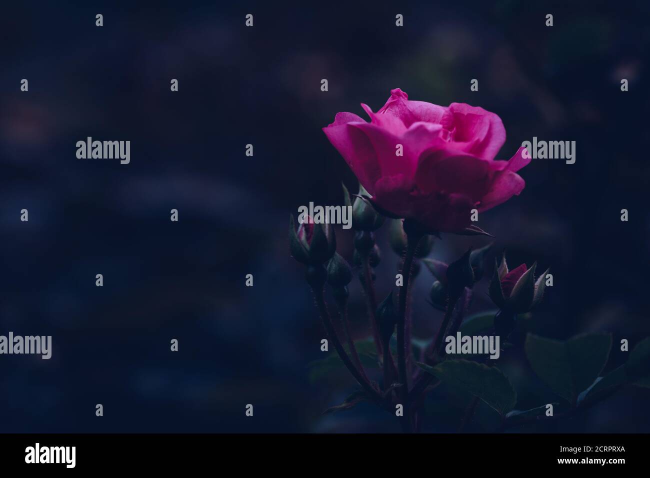 Fleur rose -Fotos und -Bildmaterial in hoher Auflösung – Alamy