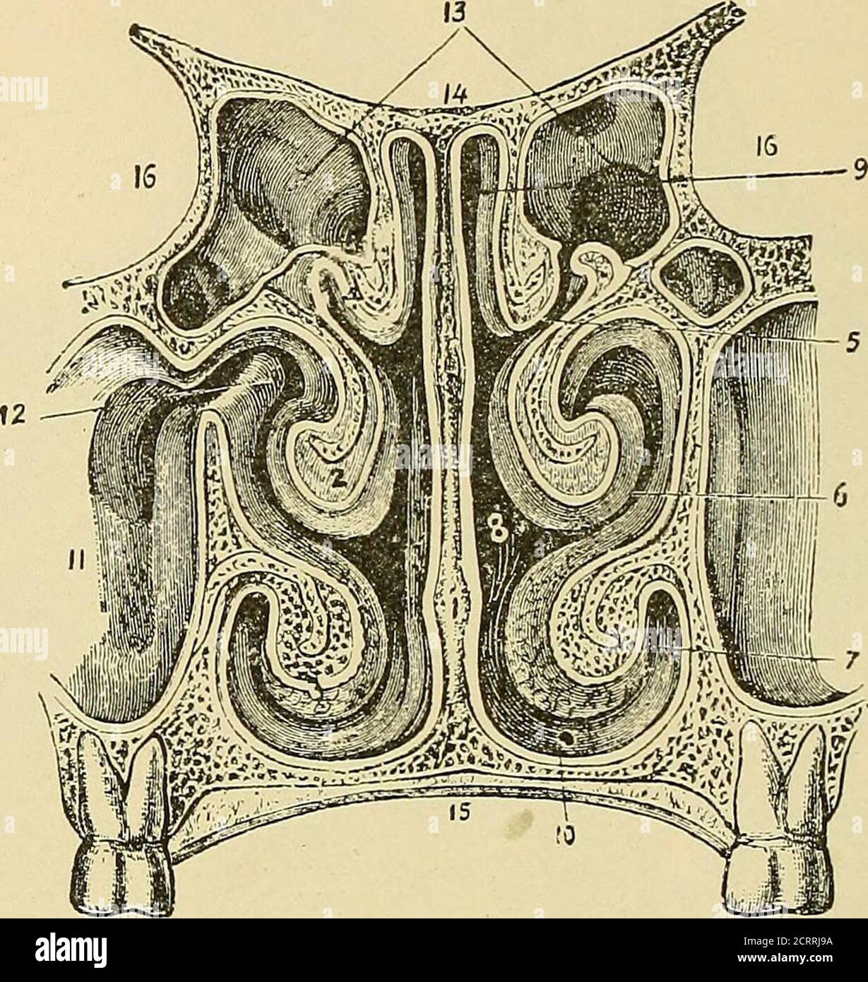 Concha Nasalis Inferior Stockfotos und -bilder Kaufen - Alamy