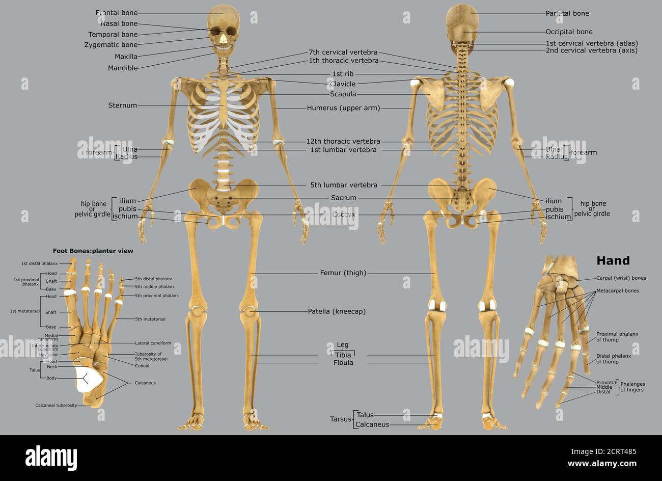 Menschliche Skelett Anatomie für medizinisches Konzept 3D Illustration ...