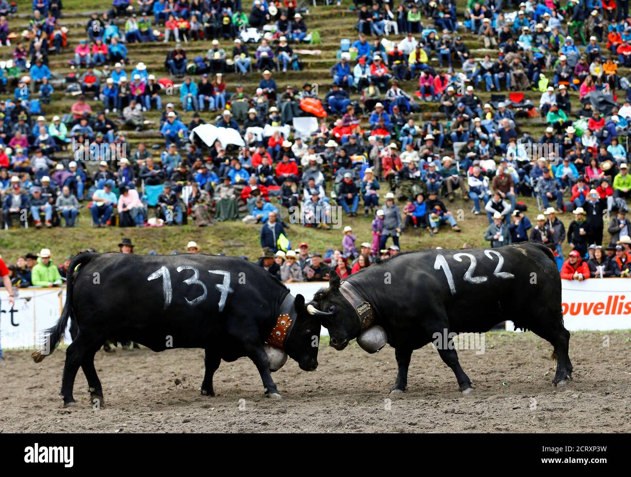 Schweizer Kuhkampf Stockfotos und -bilder Kaufen - Alamy