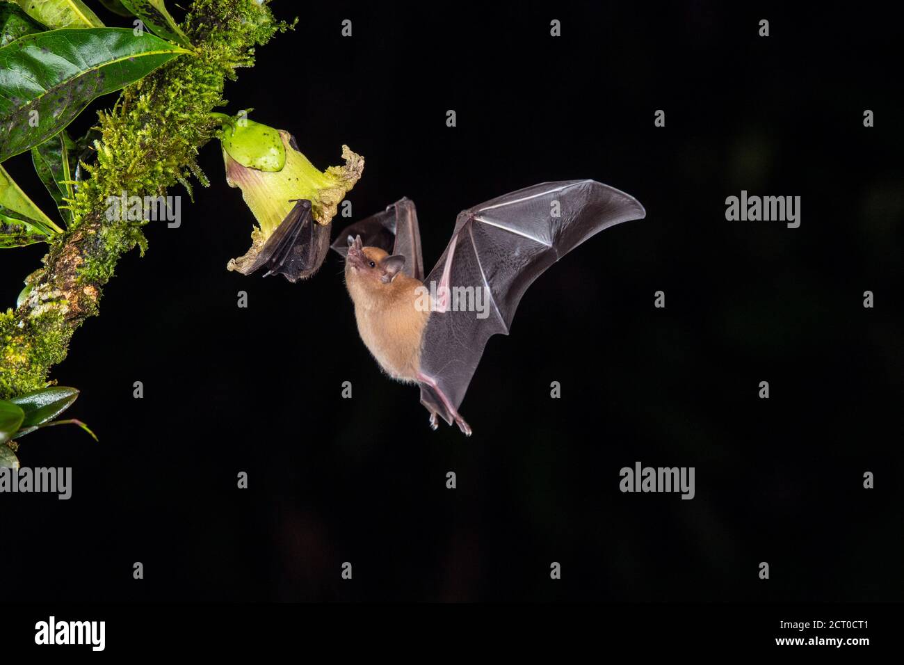Nektar fledermaus -Fotos und -Bildmaterial in hoher Auflösung – Alamy
