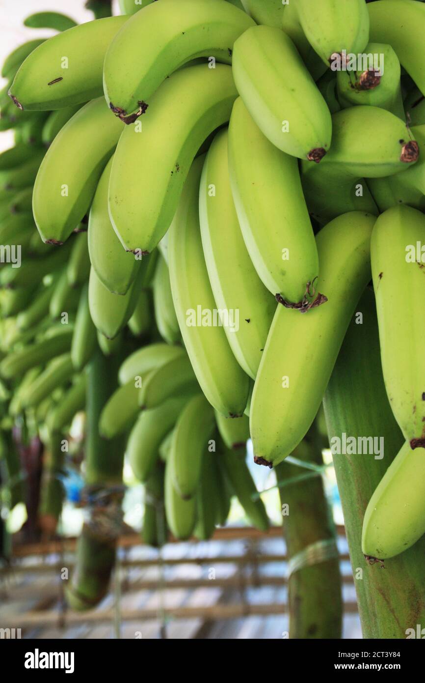 Cavendish banane -Fotos und -Bildmaterial in hoher Auflösung – Alamy
