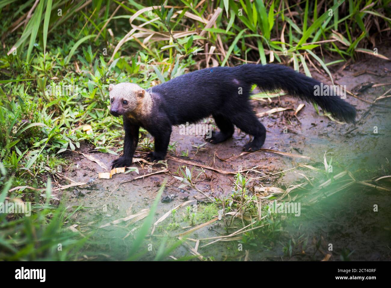 Choco regenwald -Fotos und -Bildmaterial in hoher Auflösung – Alamy