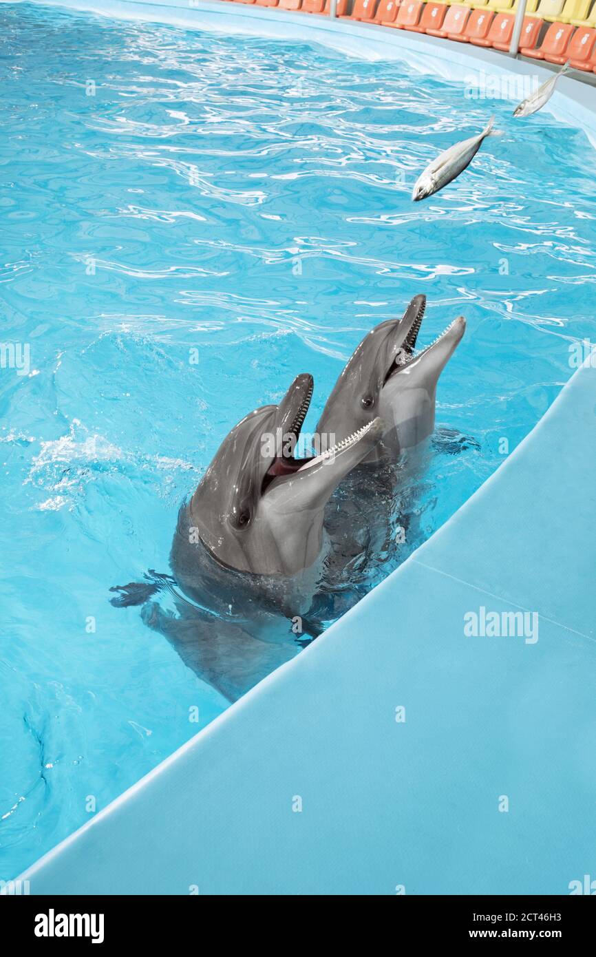 Feed feed delfin -Fotos und -Bildmaterial in hoher Auflösung – Alamy