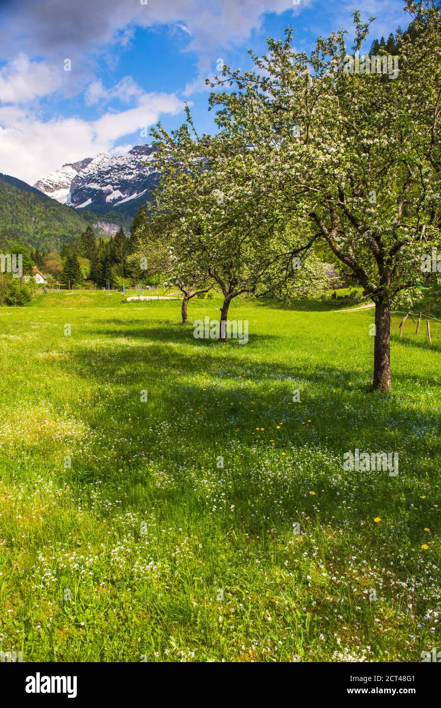 Soca Valley, Slowenien. Die Julischen Alpen, vom Soca-Tal aus gesehen ...