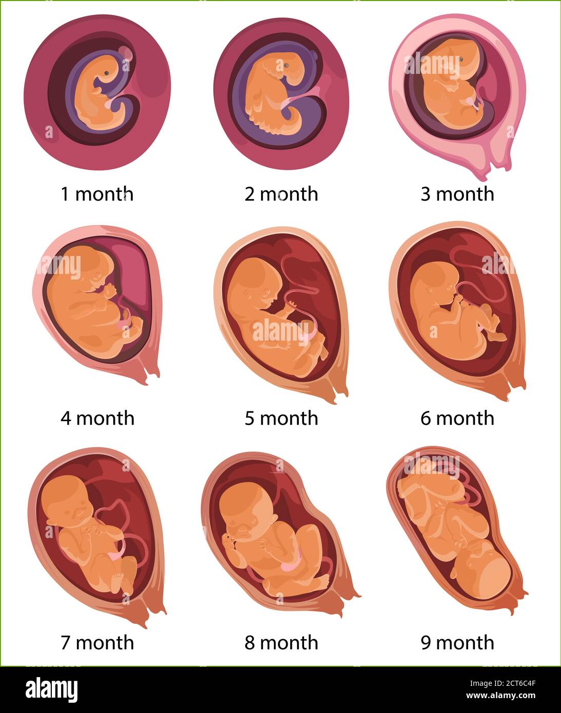 Evolution des menschlichen Embryos, flache Vektorgrafik. Fetale ...