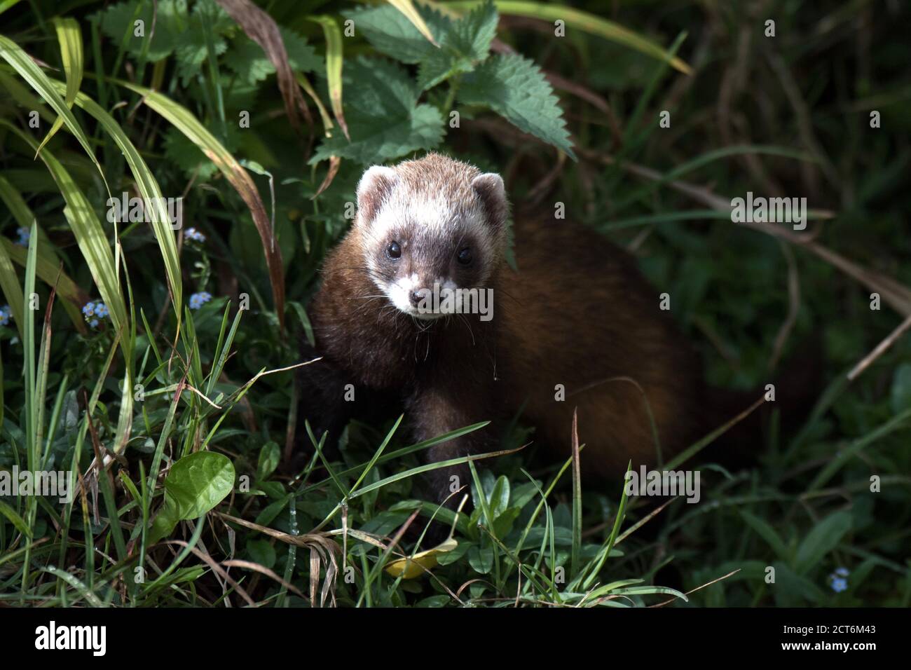 European polecat iltis marder mustela -Fotos und -Bildmaterial in hoher ...