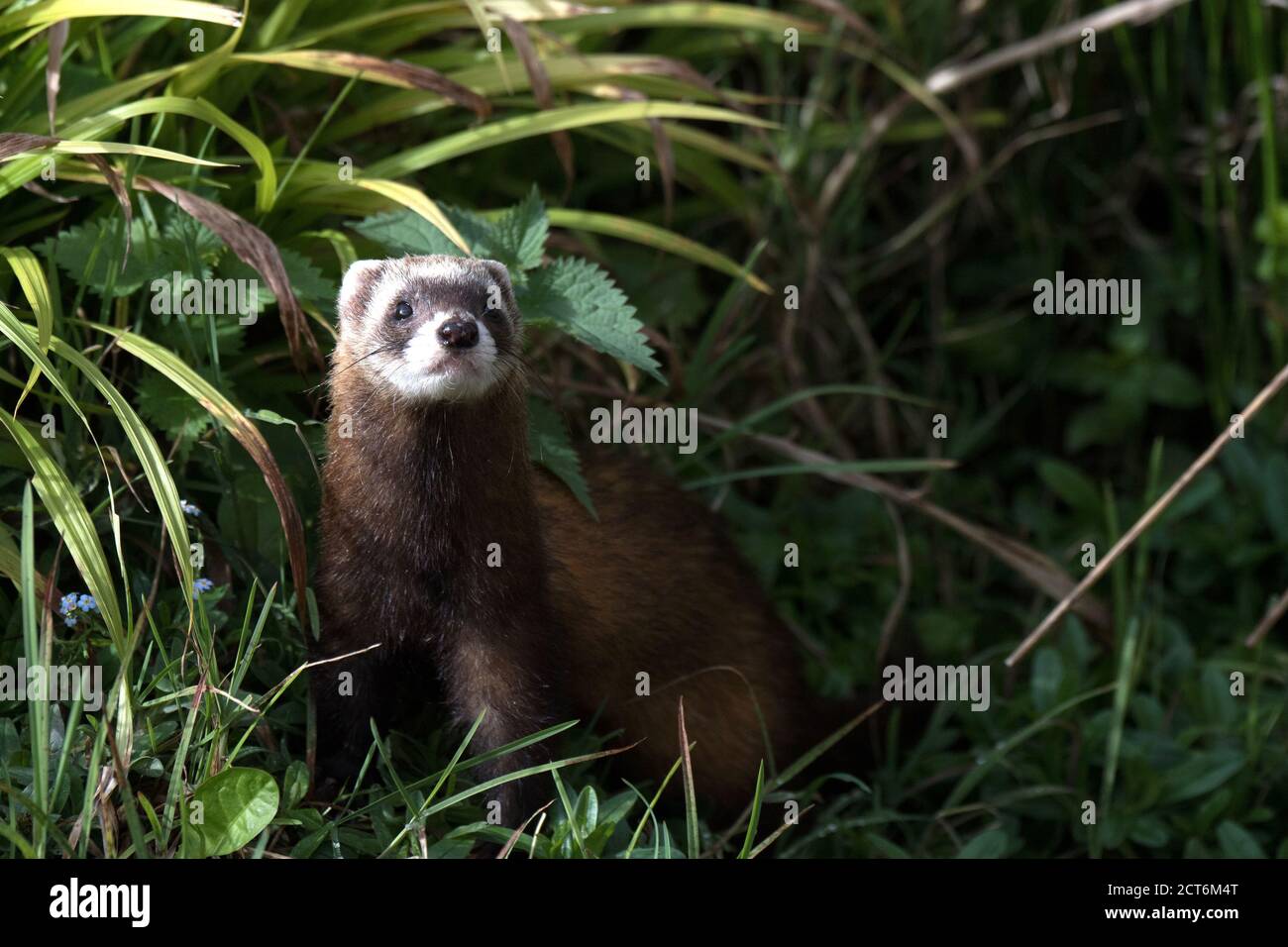 European polecat iltis marder mustela -Fotos und -Bildmaterial in hoher ...