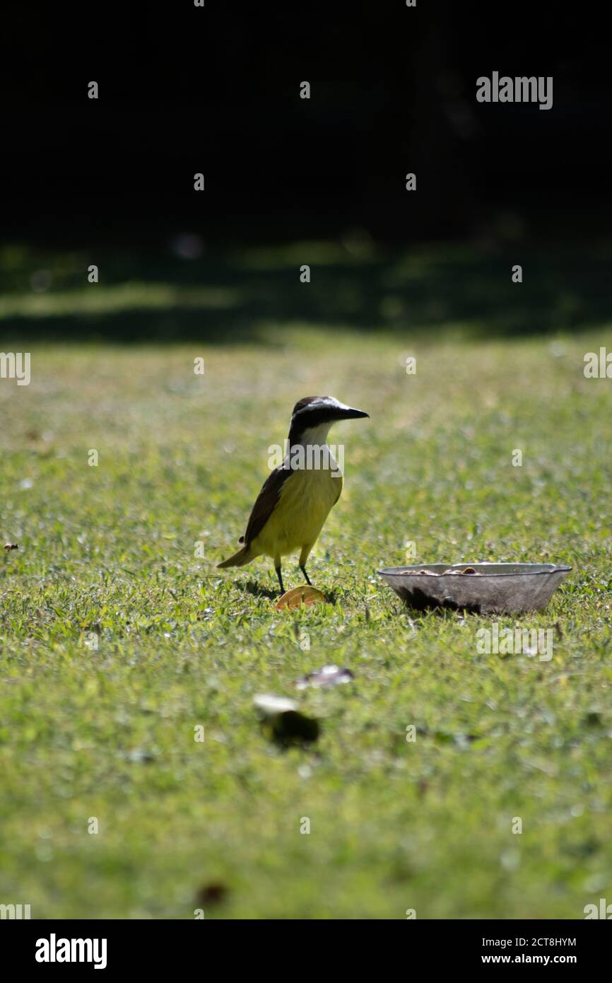 Vogelnest wildlife greenfinch -Fotos und -Bildmaterial in hoher ...