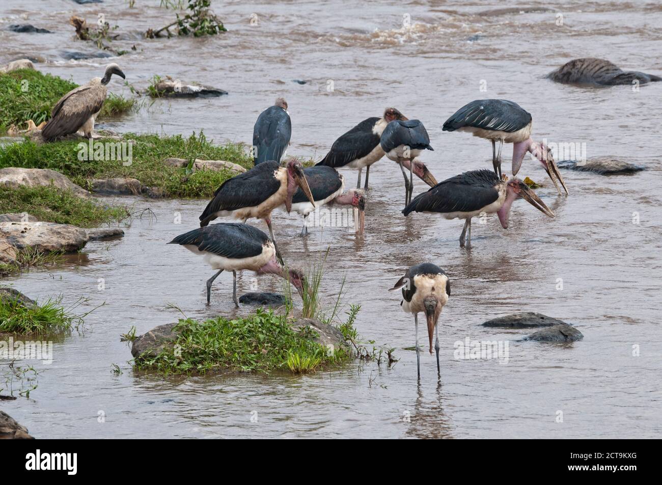 Marabu storch leptoptilos crumeniferus safari -Fotos und -Bildmaterial ...