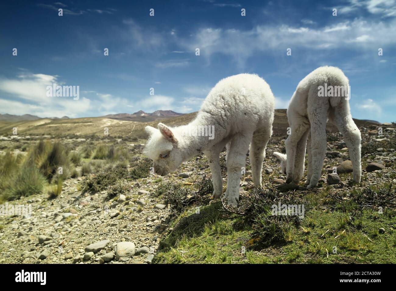 Baby lamas -Fotos und -Bildmaterial in hoher Auflösung – Alamy