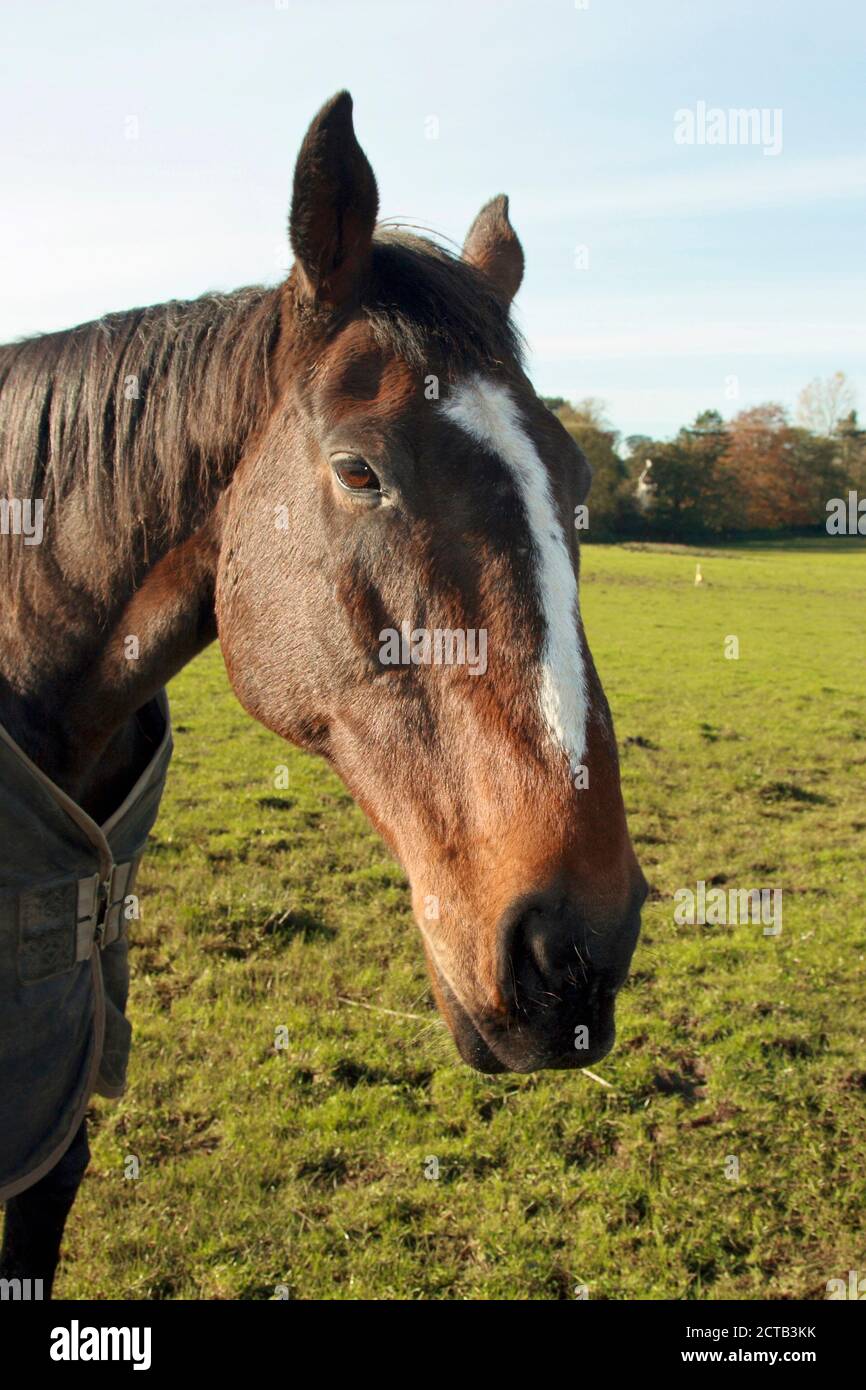 Hengst anatomie -Fotos und -Bildmaterial in hoher Auflösung – Alamy
