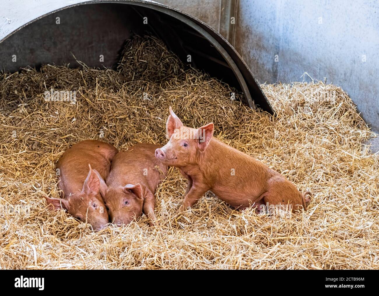 Tamworth ferkel bauernhof landwirtschaft -Fotos und -Bildmaterial in ...