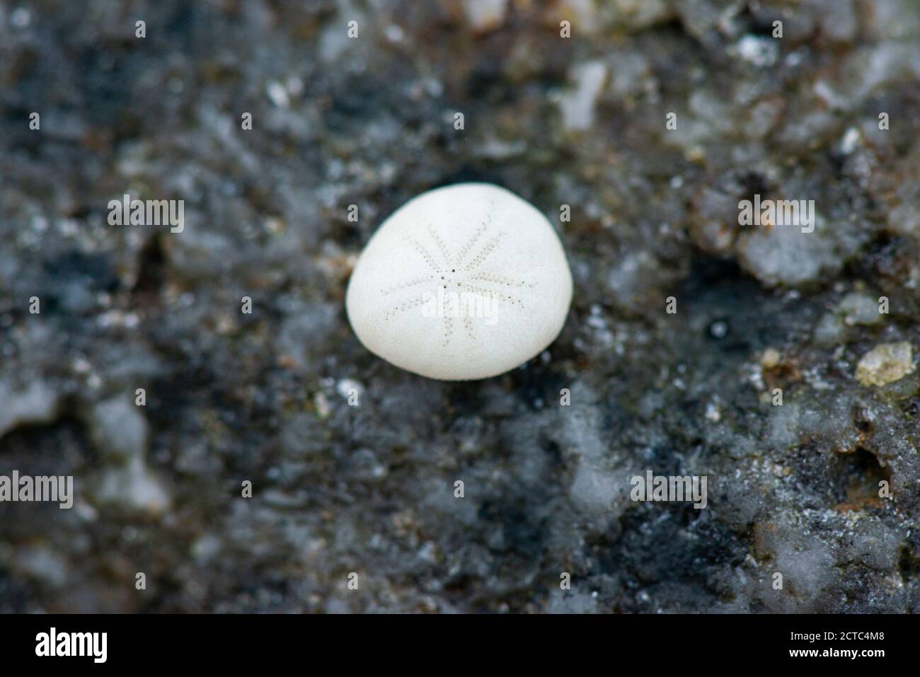 Echinocardium cordatum -Fotos und -Bildmaterial in hoher Auflösung – Alamy